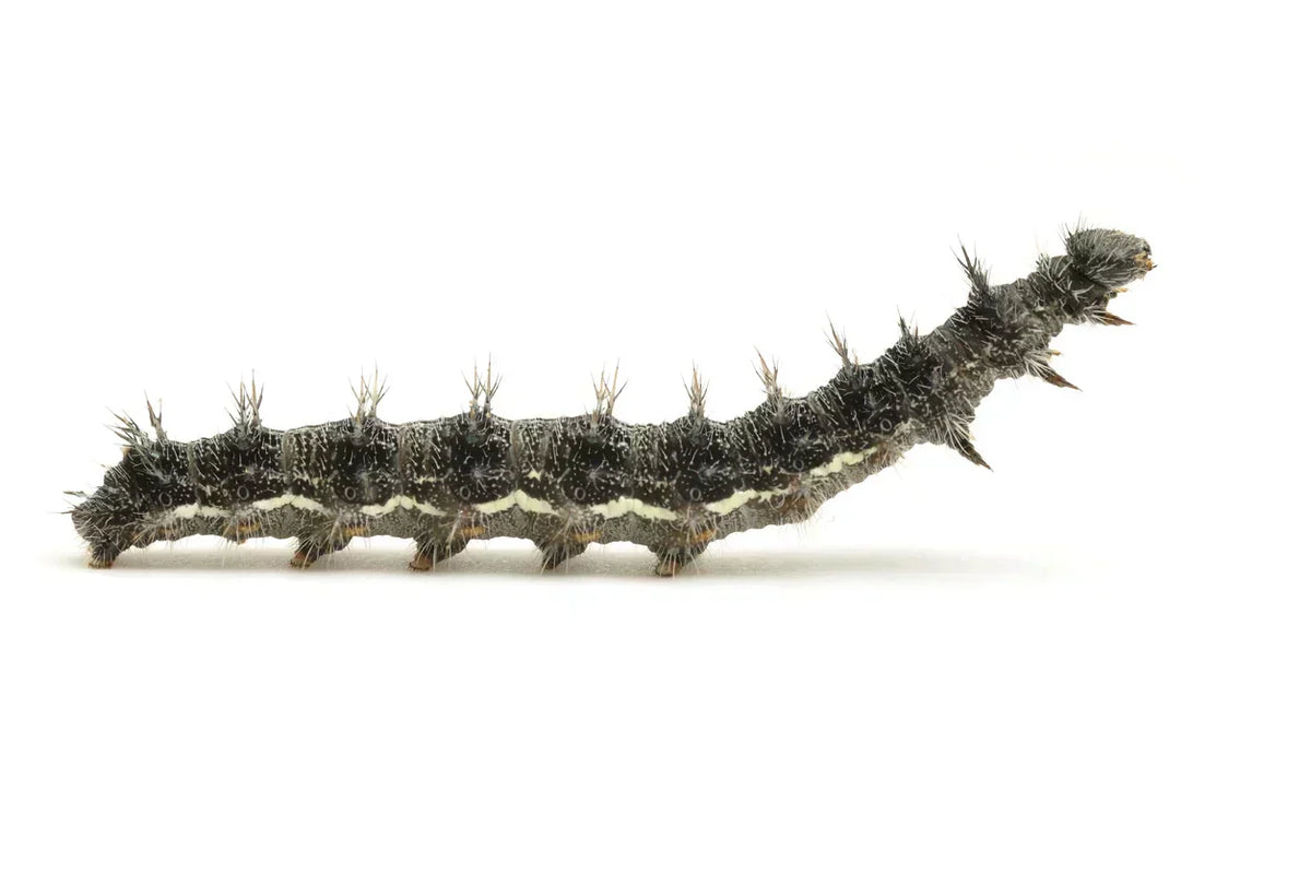 6 Fun Facts About Caterpillars - Insect Lore