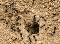 All About Ant Supercolonies | Understanding Multicoloniality ...