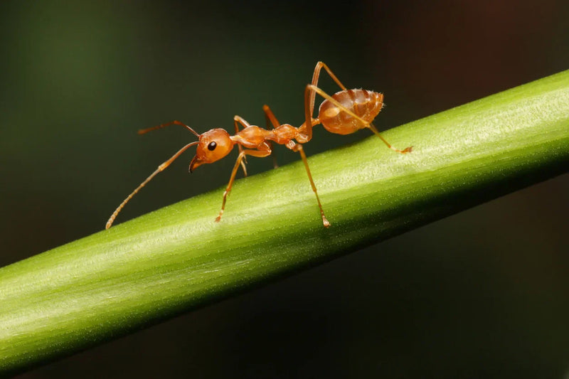 The Ecological Importance of Ants - Insect Lore
