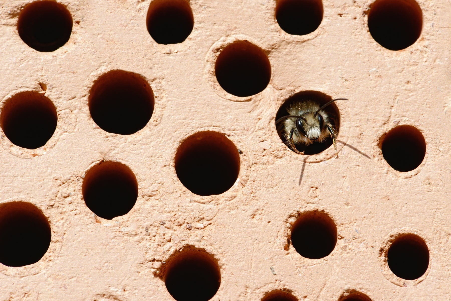 Mason Bee FAQs for Kids - Insect Lore