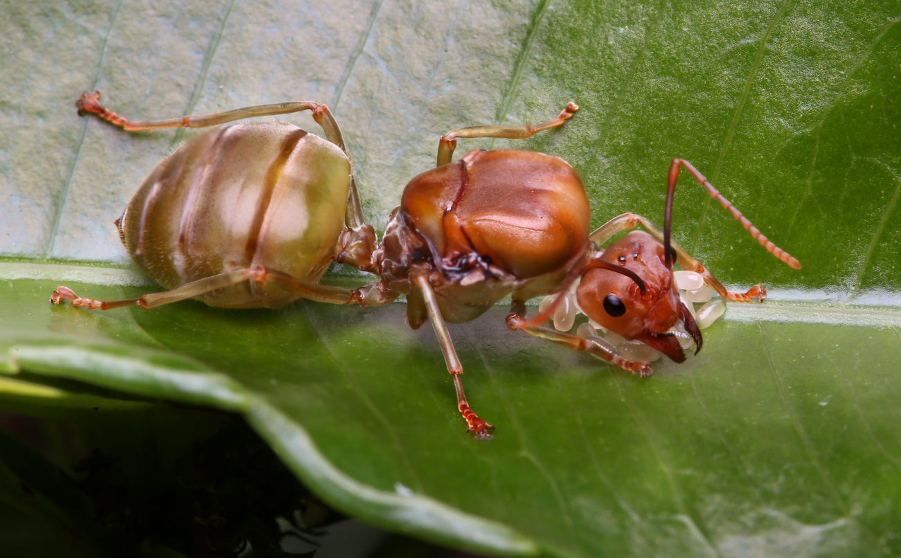 Role of a Queen in an Ant Colony - Insect Lore