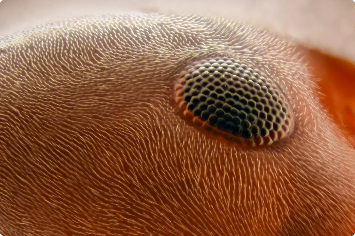 Exploring Ant Anatomy & Physiology - Insect Lore