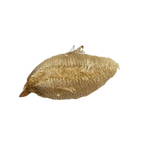 What Should I Do With A Praying Mantis Egg Case? - Insect Lore