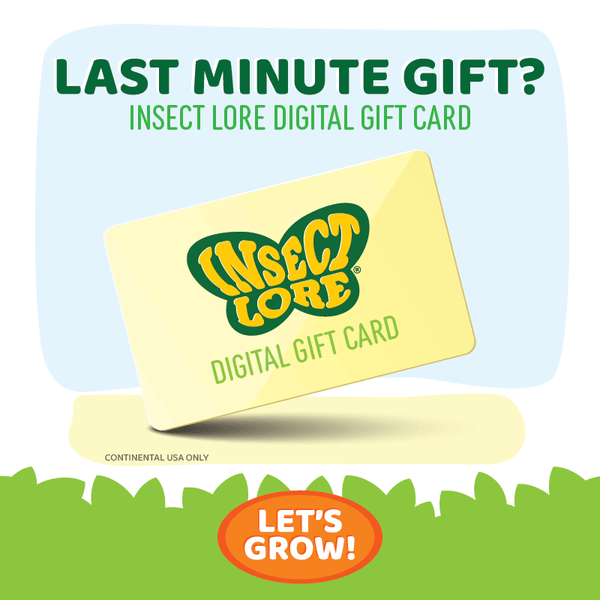 Insect Lore | The World's First Butterfly-By-Mail Company