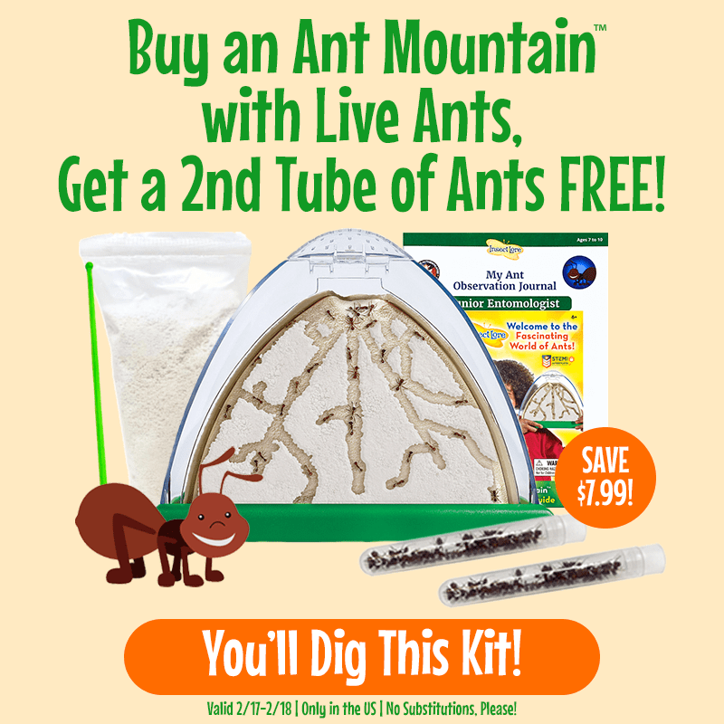 Insect Lore | The World's First Butterfly-By-Mail Company