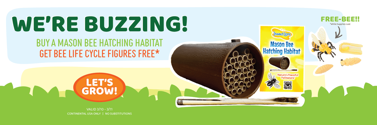 Insect Lore | The World's First Butterfly-By-Mail Company