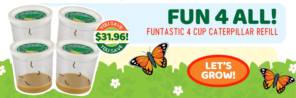 Insect Lore | The World's First Butterfly-By-Mail Company