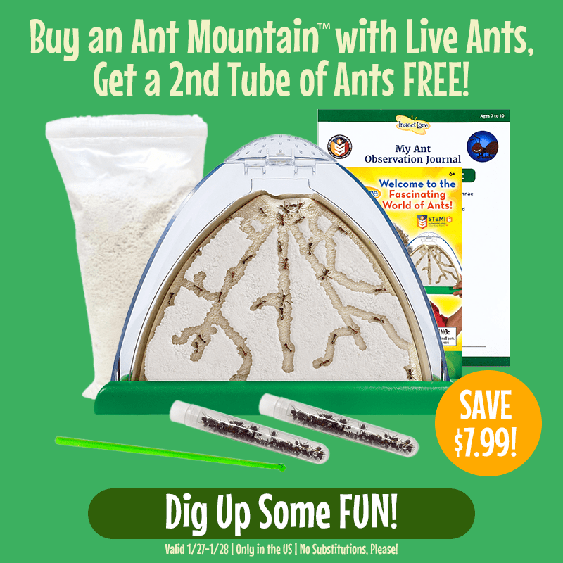 Insect Lore | The World's First Butterfly-By-Mail Company