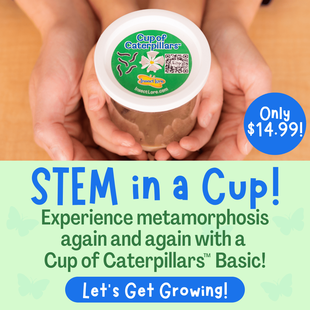 Insect Lore | The World's First Butterfly-By-Mail Company