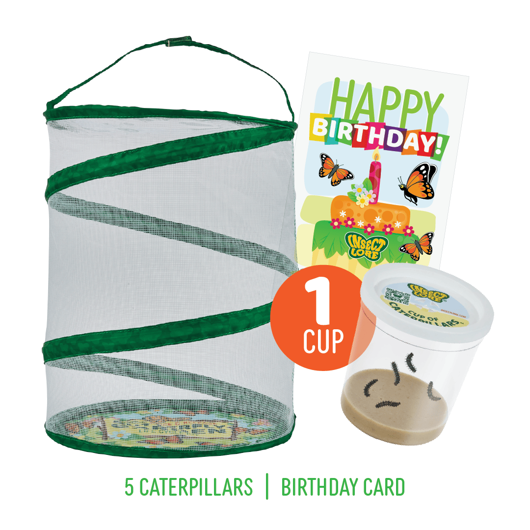 Butterfly Kits with Live Caterpillars | Grow Butterflies at Home ...