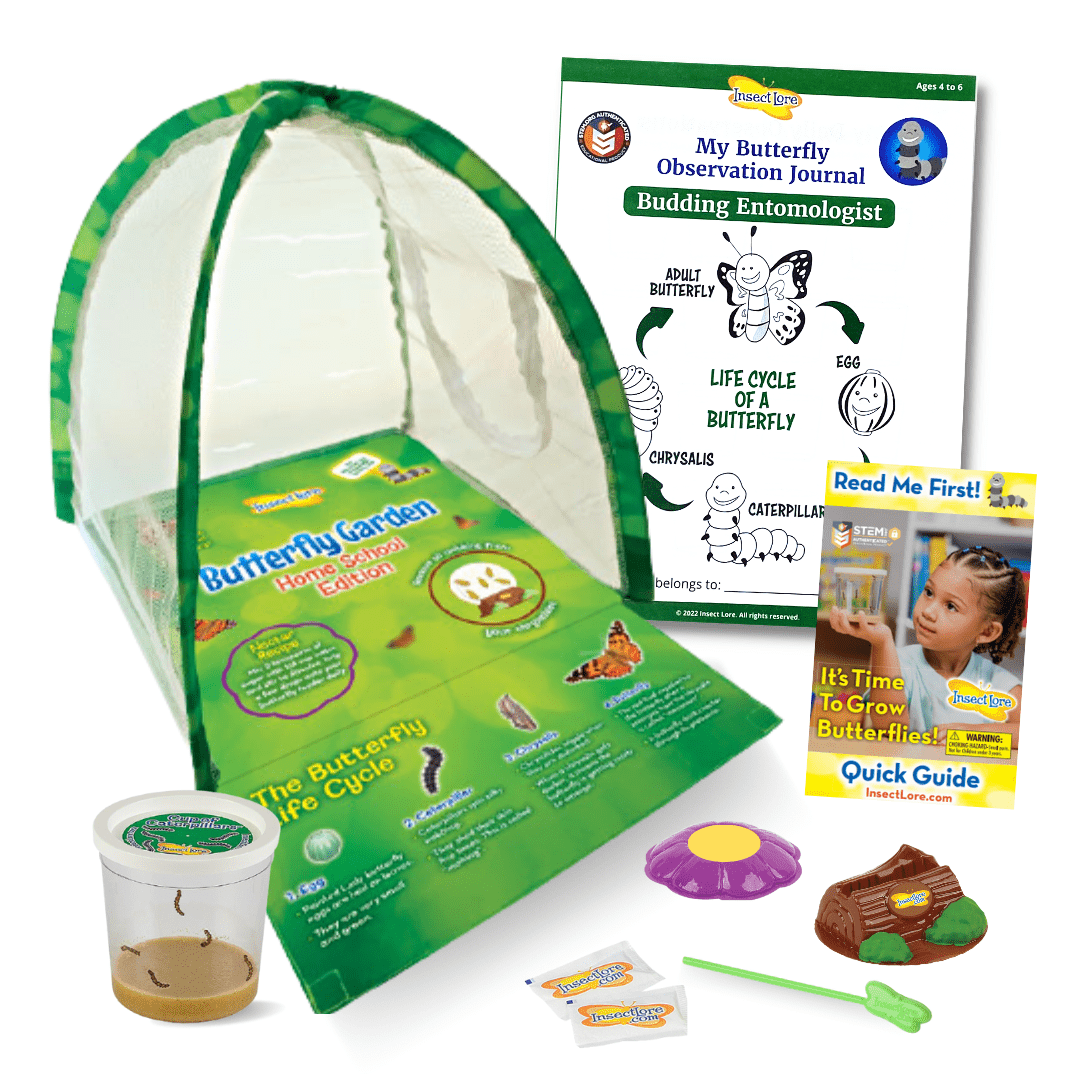 Butterfly Kits with Live Caterpillars | Grow Butterflies at Home ...