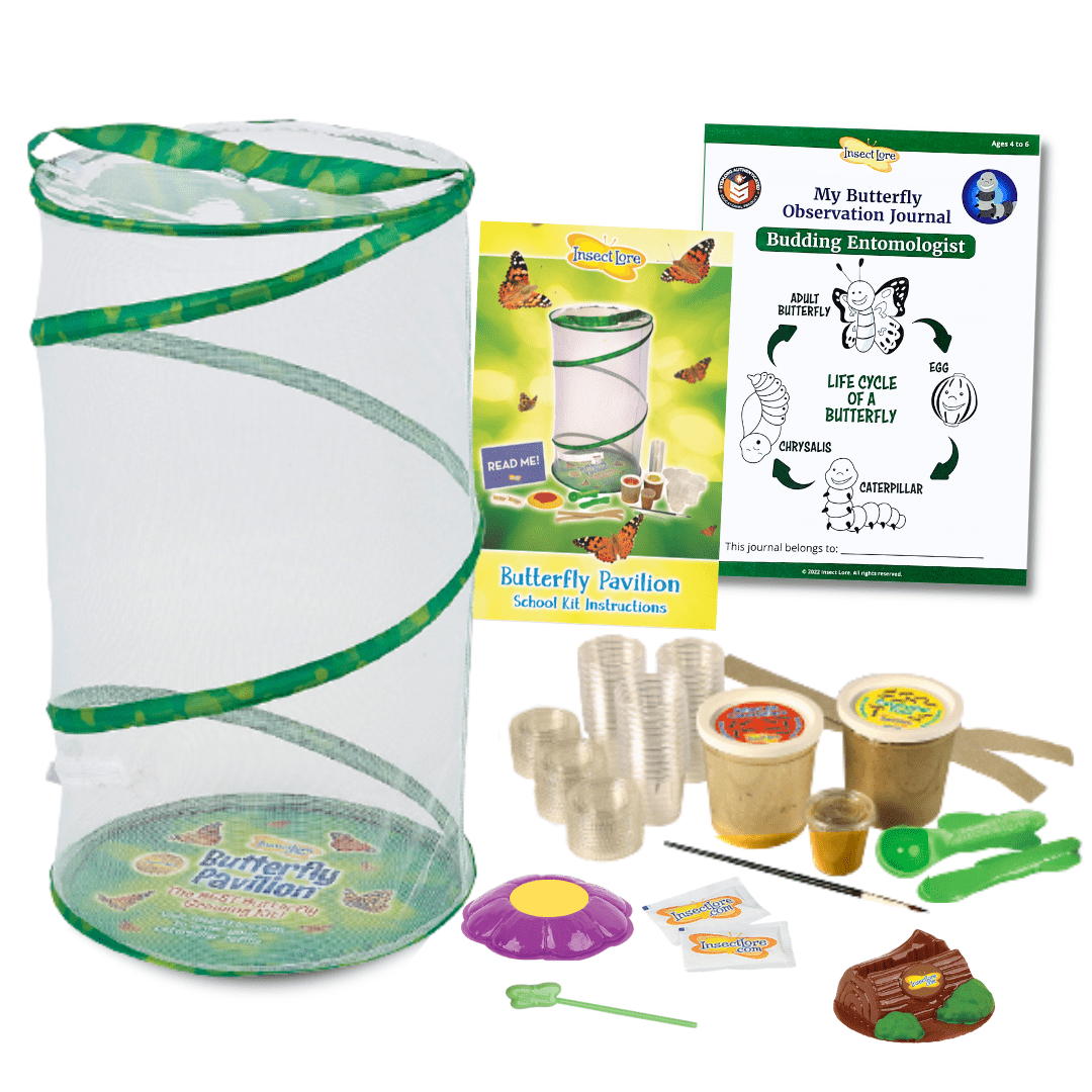 Collections - Insect Lore