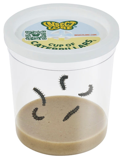 6 Fun Facts About Caterpillars - Insect Lore