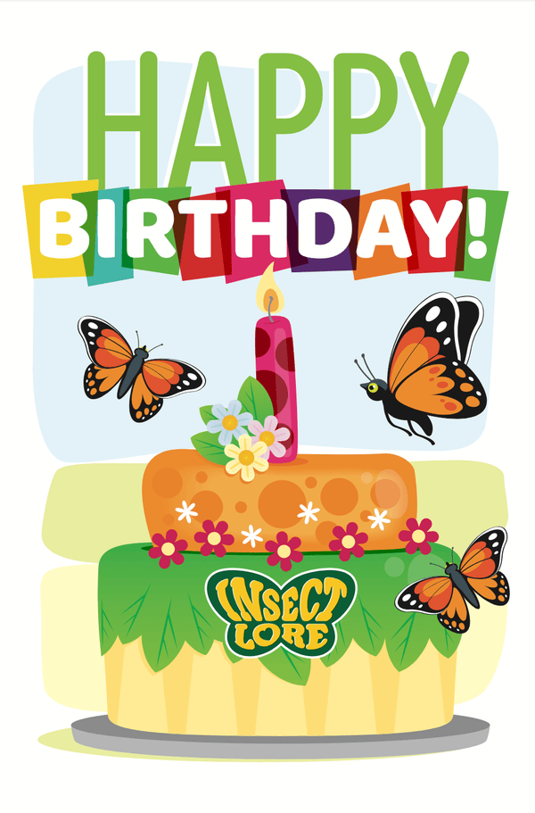 Greeting Cards - Insect Lore