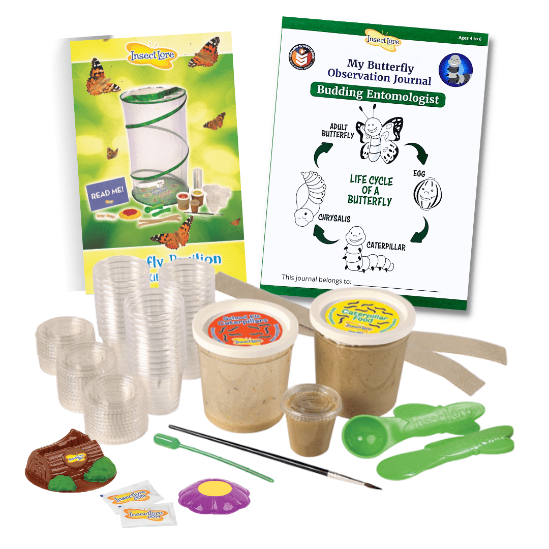 Butterfly Kits for Schools | Shop Educator Favorites at Insect Lore