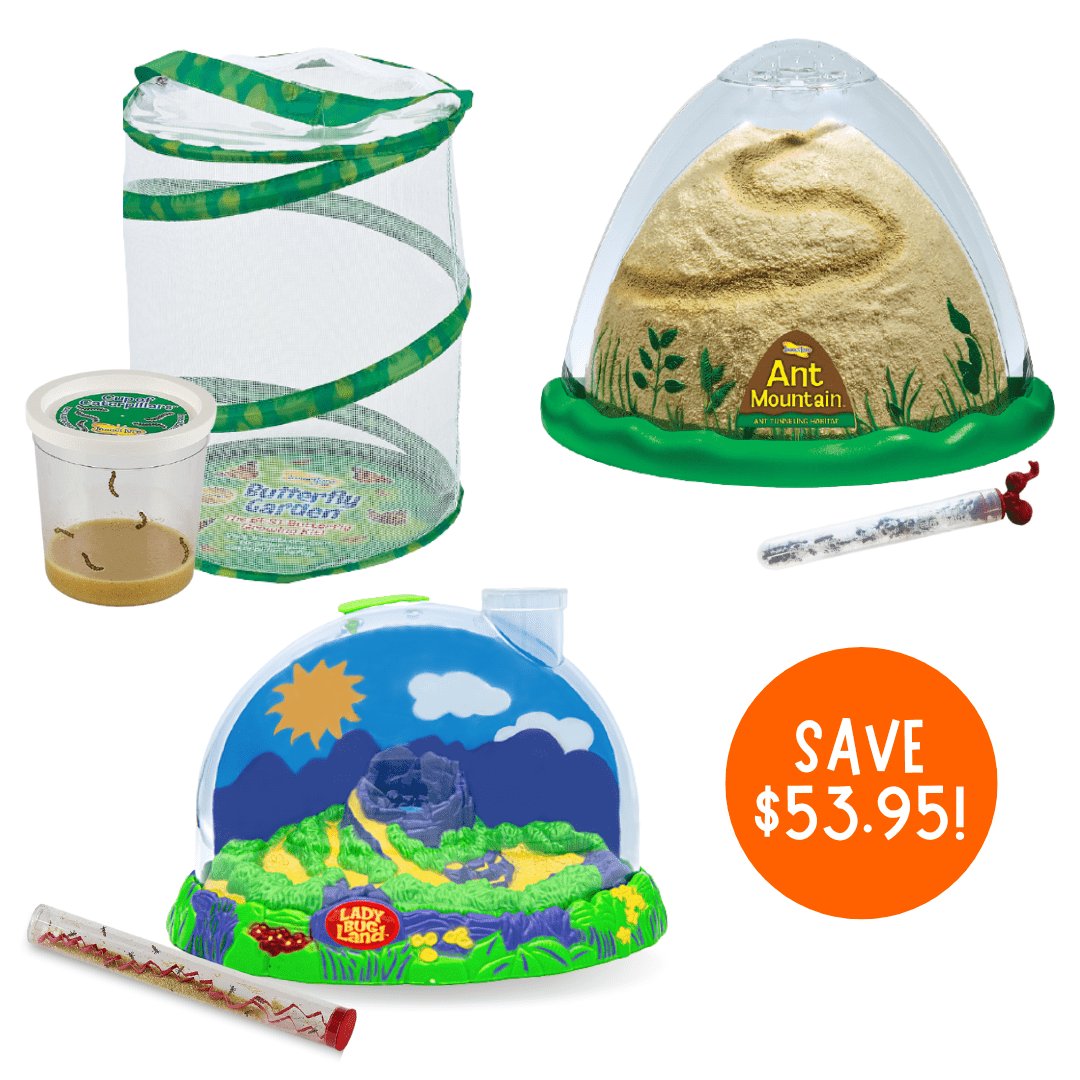 Summer Bug Camp - In My Room - Insect Lore