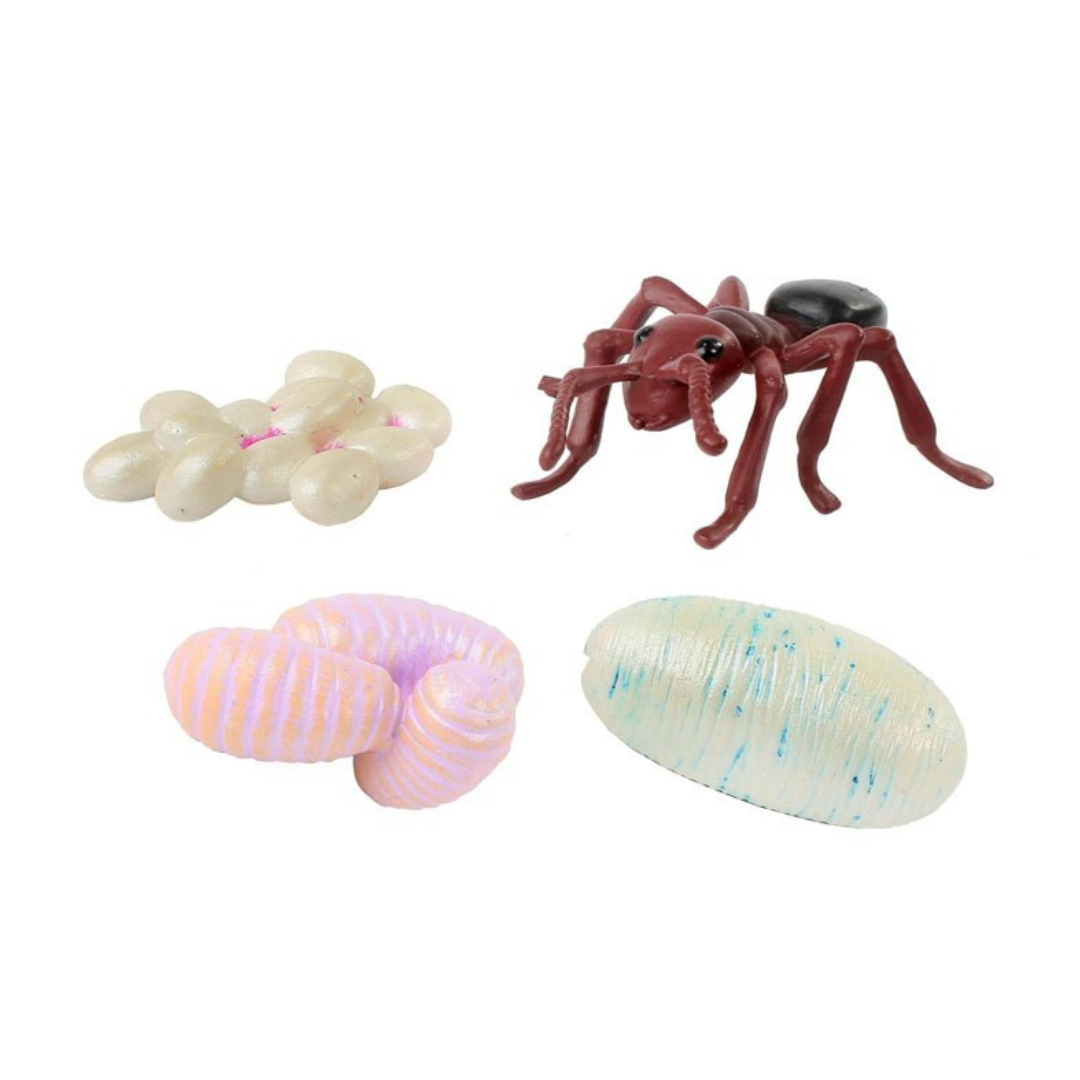 Ant Life Cycle Figurines for Kids | Educational Ant Toys - Insect Lore