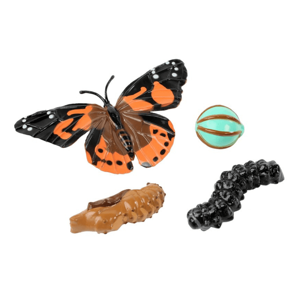 The Mysterious World of Insect Metamorphosis - Insect Lore