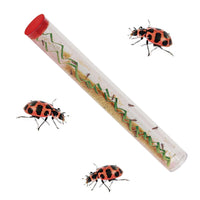 Ladybug Land® with Live Ladybugs | New & Improved Design - Insect Lore