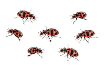 Ladybug Land® with Live Ladybugs | New & Improved Design - Insect Lore