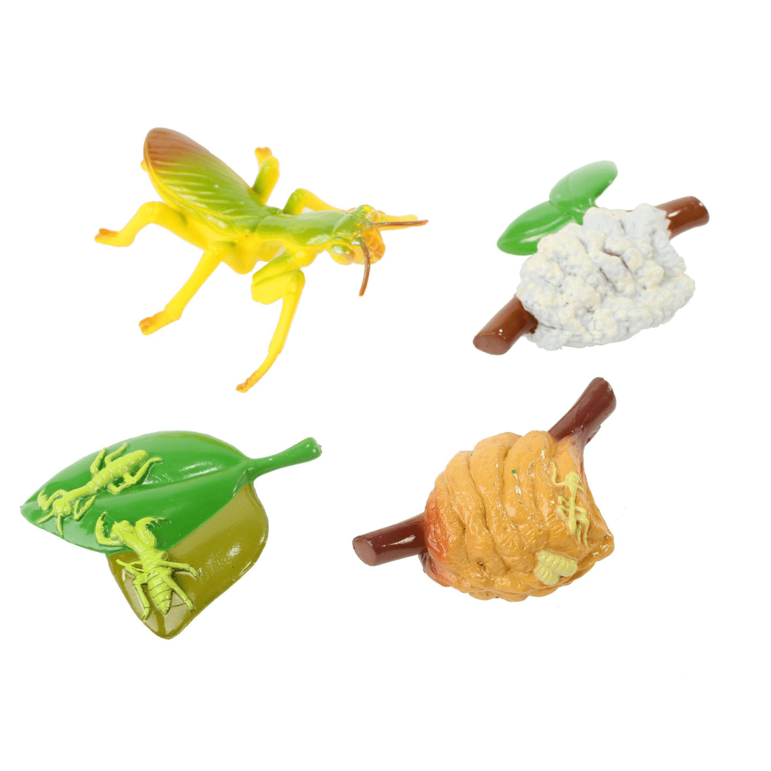 Life Cycle of a Praying Mantis - Insect Lore